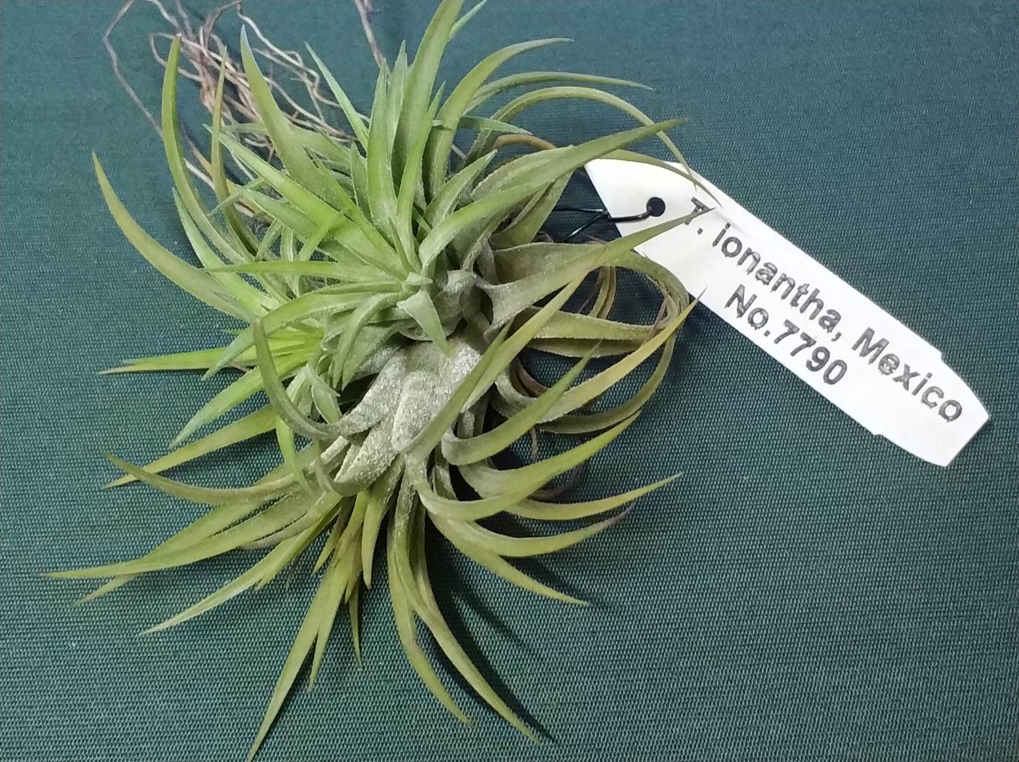 Pachara由来株 | io7t